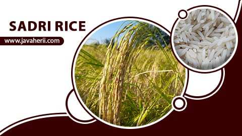 Domsiah rice | Rice dealer accurate price list December 18, 2025